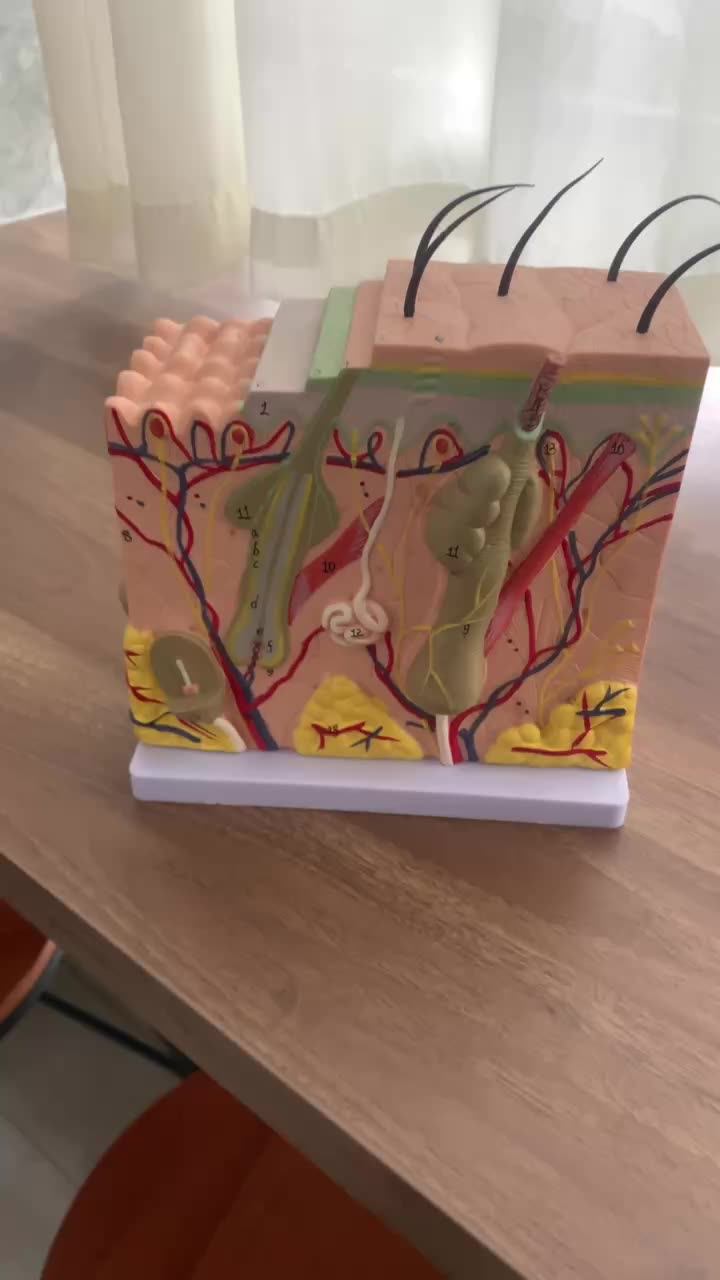 Skin Anatomical Model Skin Layers Anatomy Model 35x Enlarged Anatomical ...