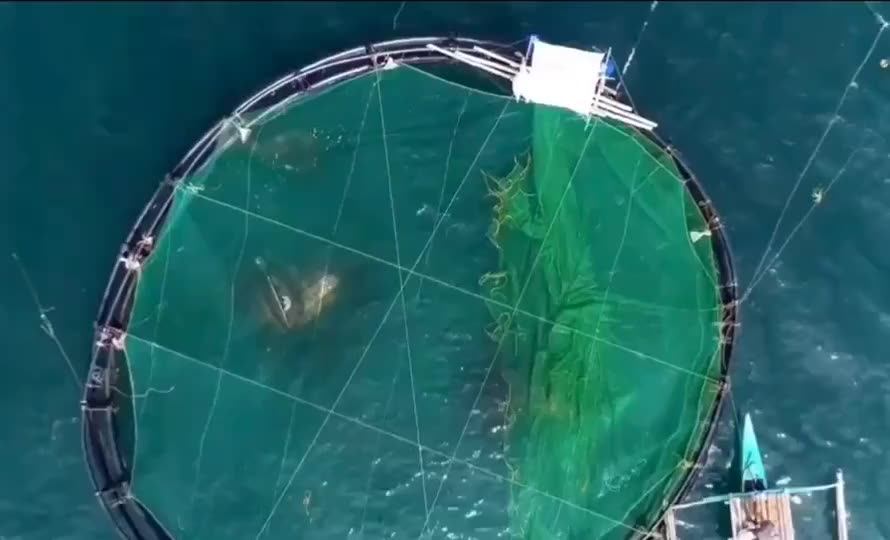 6x6m Square Hdpe Fishing Cage Floating Fish Farming Cage For ...