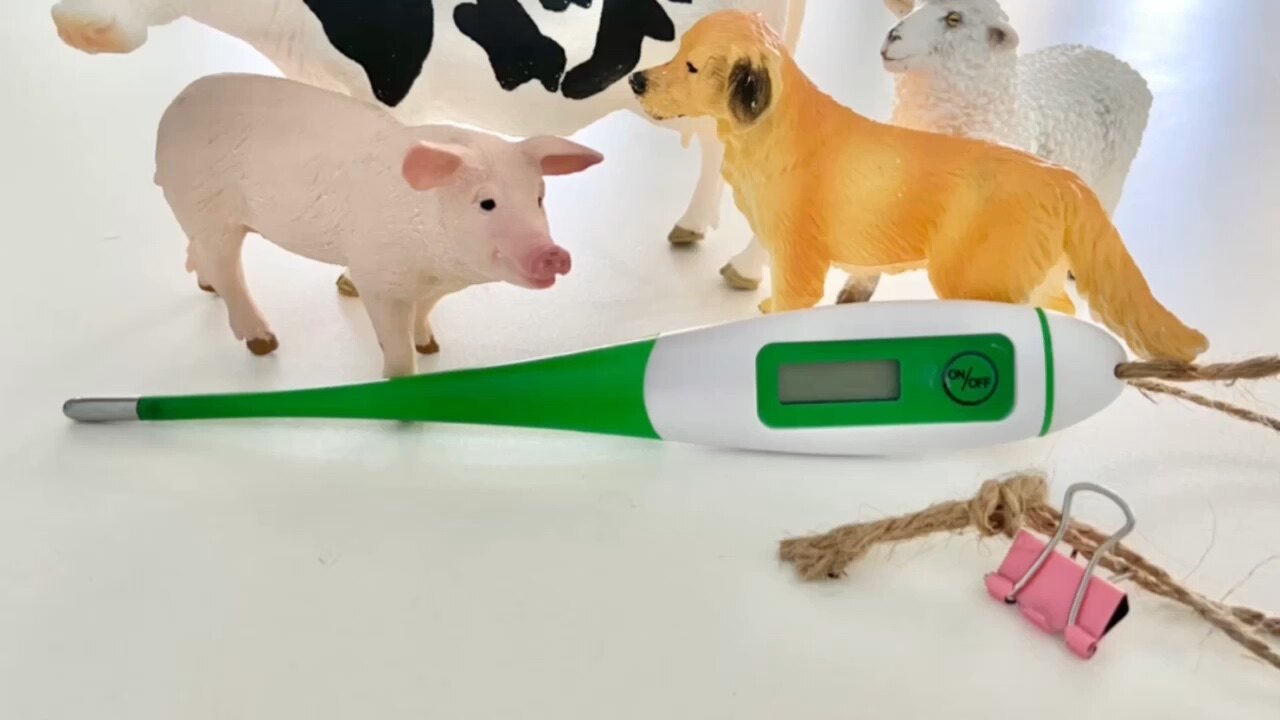 Animal Farm Pet Horse Cat Pig Dogs Vet Use Instrument Thermometers With ...