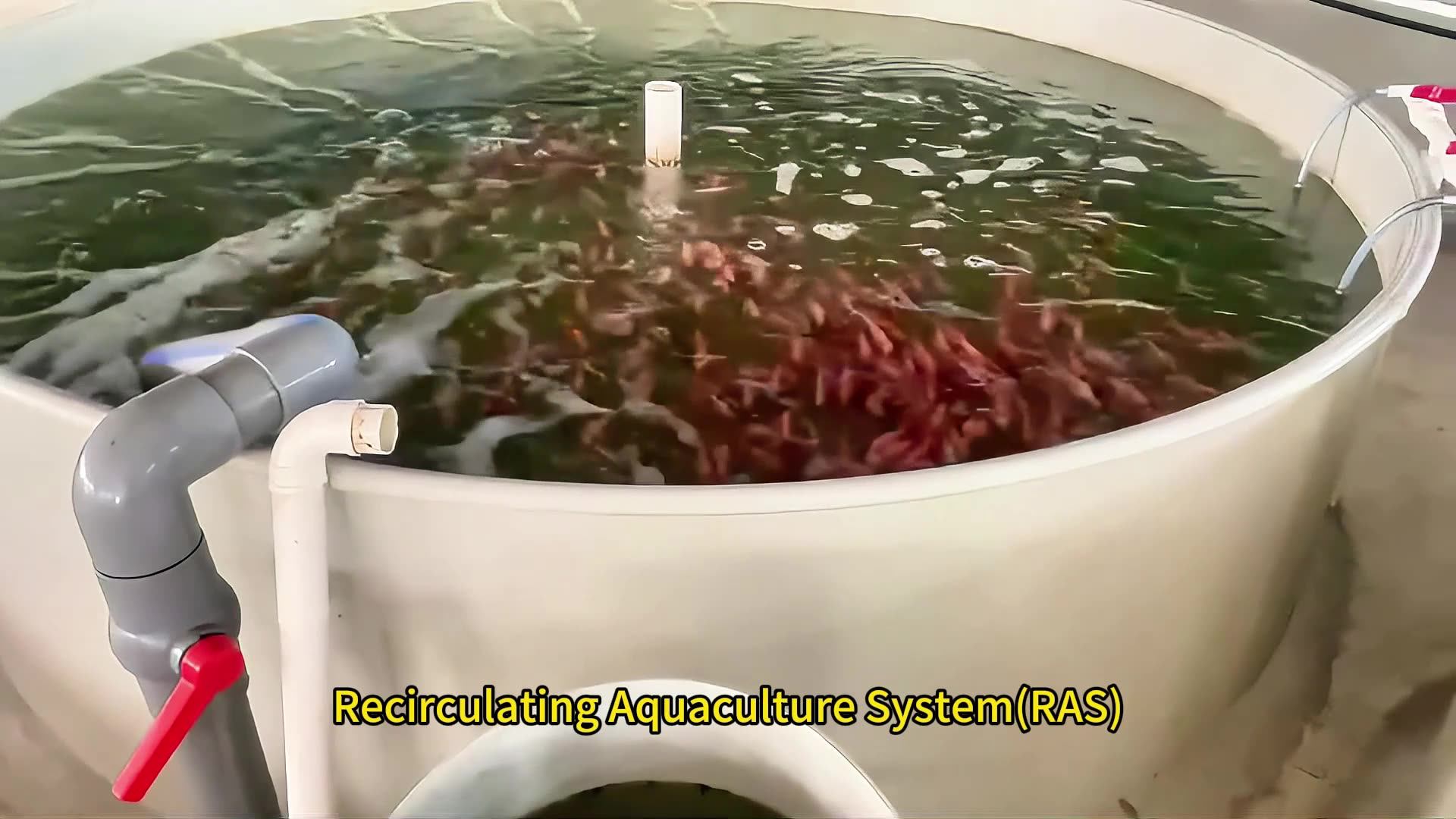 Intensive Recirculating Aquaculture Systems And Ras System Equipment ...