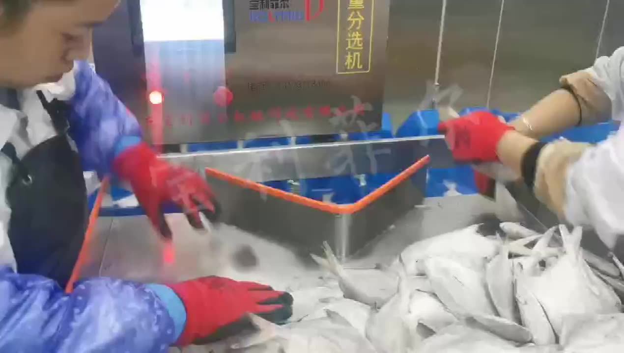 Fish Sorting Machine Sardine Salmon Cod Potato Grading Dragon Fruit ...