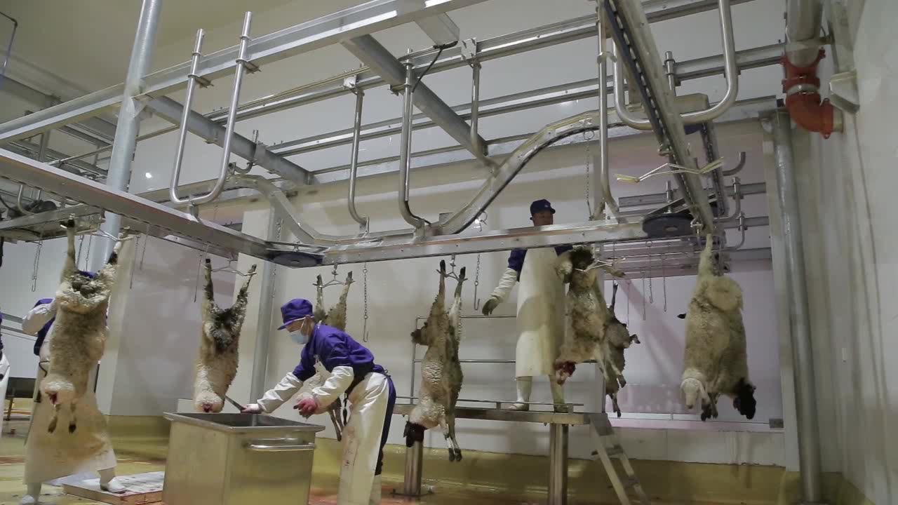 Muslim Lamb Slaughtering Line With Goat Meat Processing Cutting Butcher ...