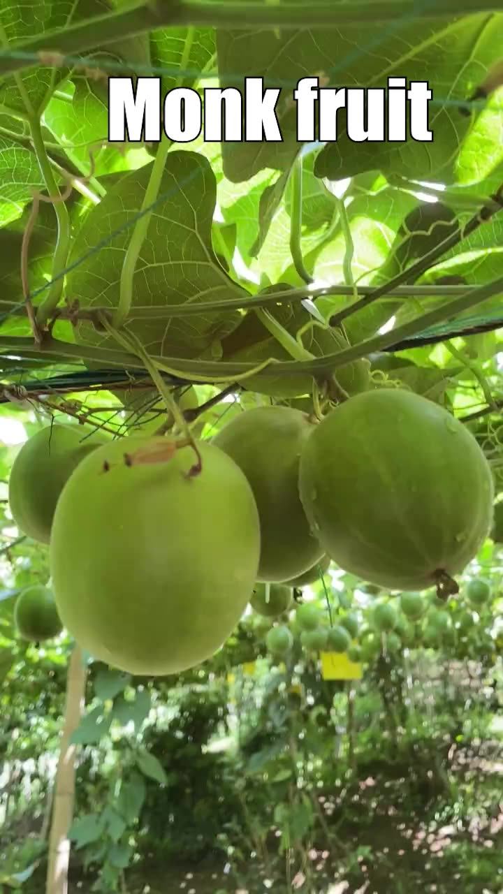 Qingchun Hot Selling High Quality Monk Fruit Pure Wholesale Monk Fruit ...