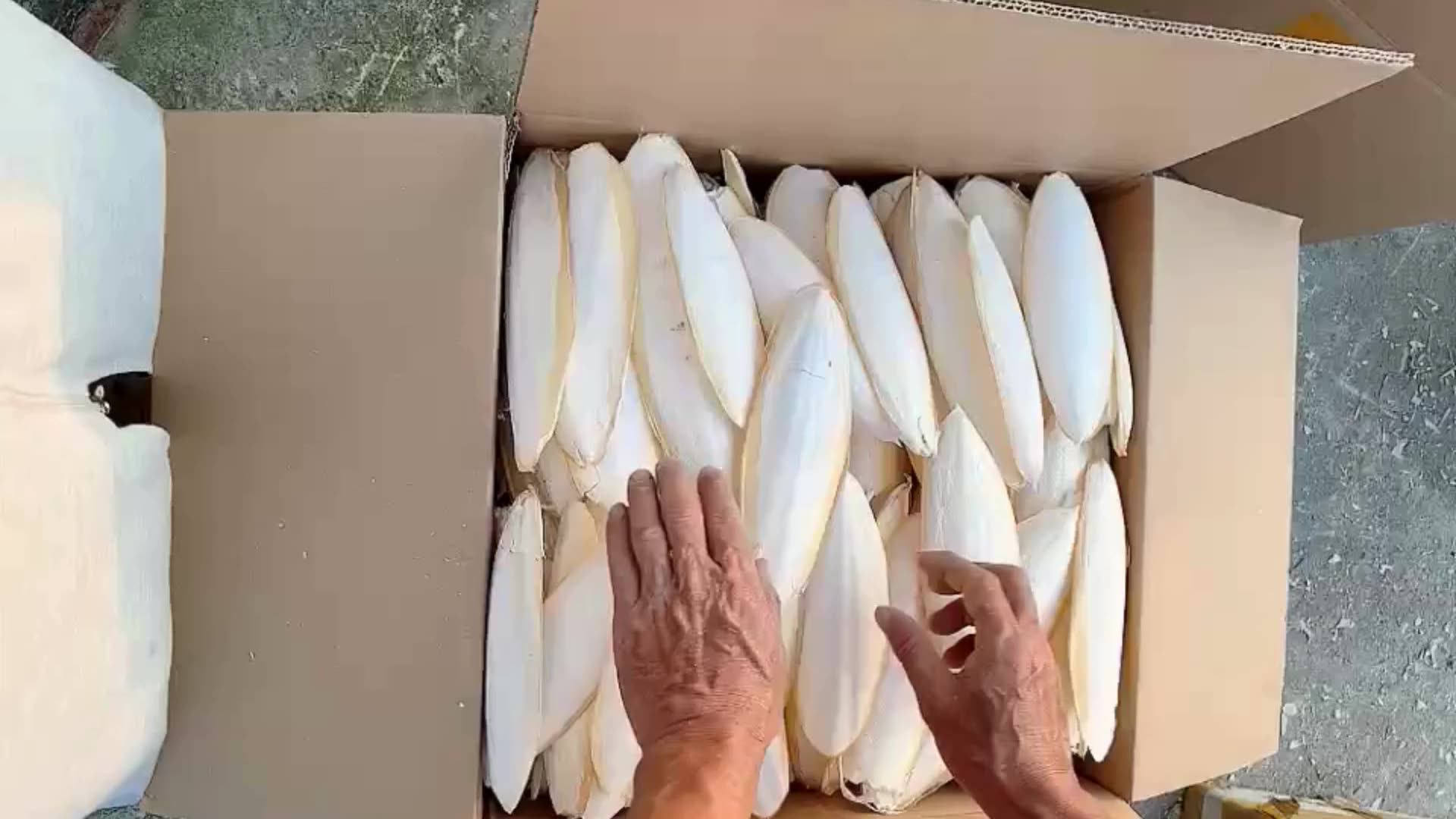 Wholesale Natural Cuttlefish Bone From Vietnam: Perfect For Bird Feed ...