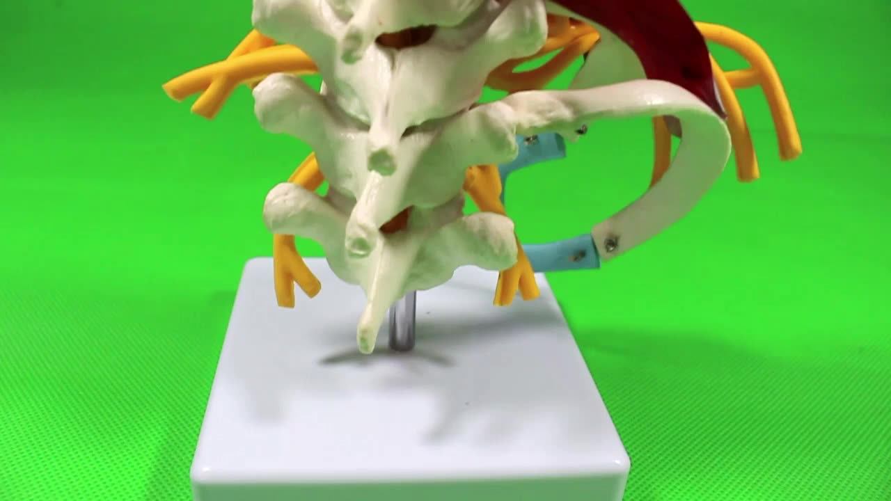 Human Cervical Spine Model Occipital Spine Model With Muscle Nerve ...