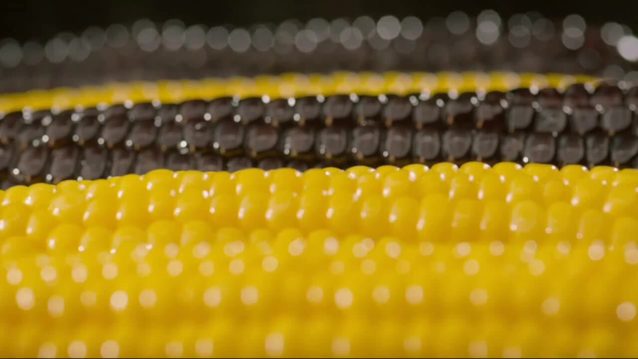 Fresh Sweet Corn Cob Twin Pack In Vacuum Retort Pouch - Buy Fresh Sweet ...