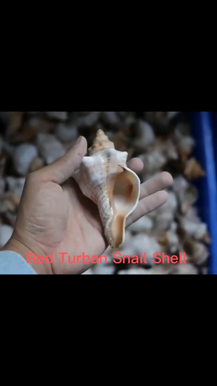 Natural Winding Conch Shells Shooting Props Fish Tank Aquarium ...