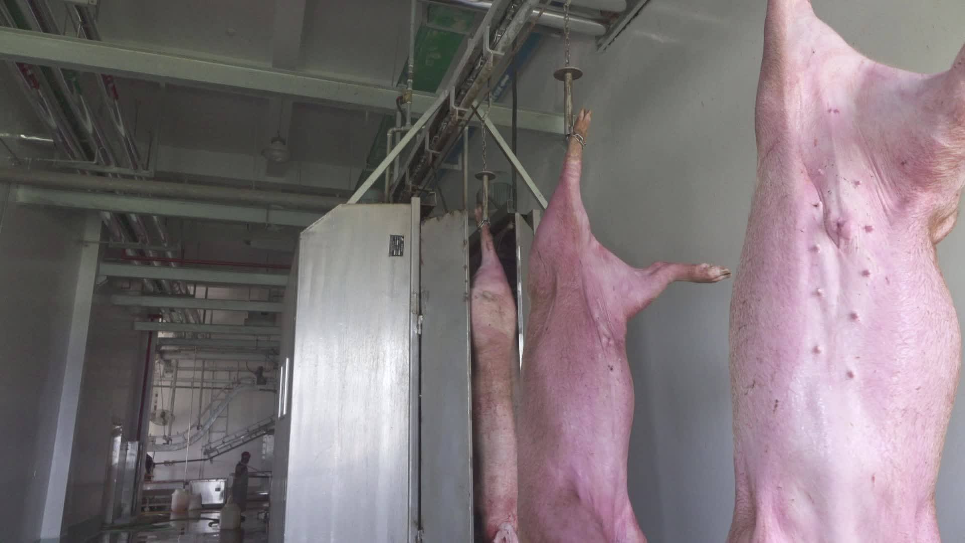 Abattoir Equipment Of Pig Slaughter Machine Using For Pig Carcass ...