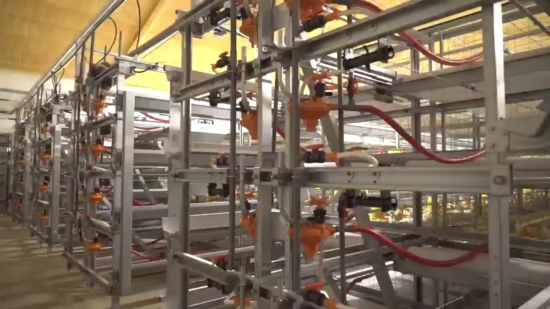 Automatic Poultry System Growing Equipment Rearing Efficiency Battery ...