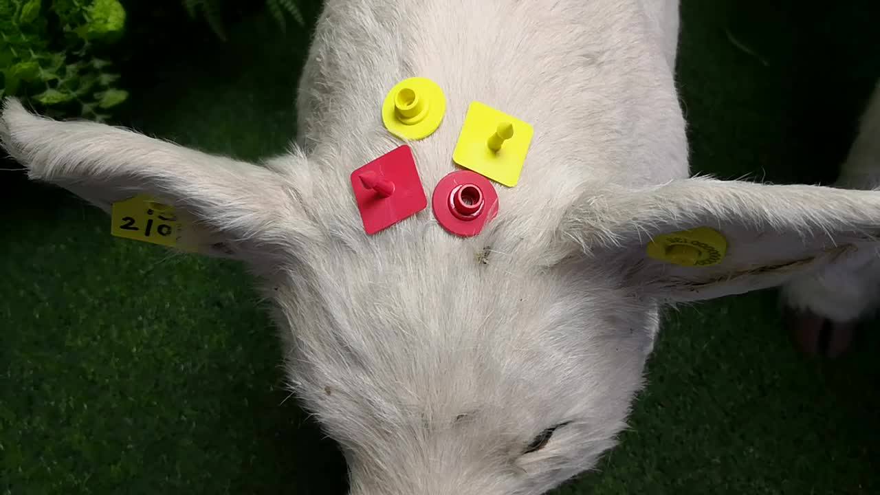 30mm Reflective Pig And Piglet Ear Tag - Buy Reflective Ear Tag,Piglet ...