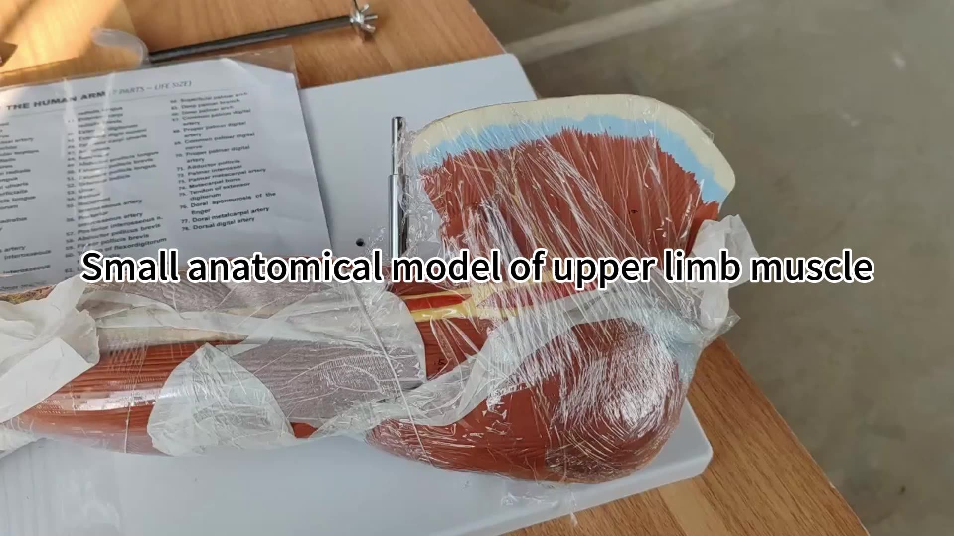 Life Size Arm Model Anatomy Model Scientific Arm Anatomical Muscle 7 ...