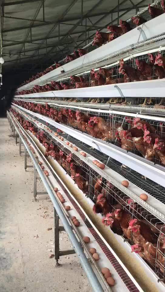 Chicken Cage Laying Hens Feed Line With Automatic Egg Collect System ...