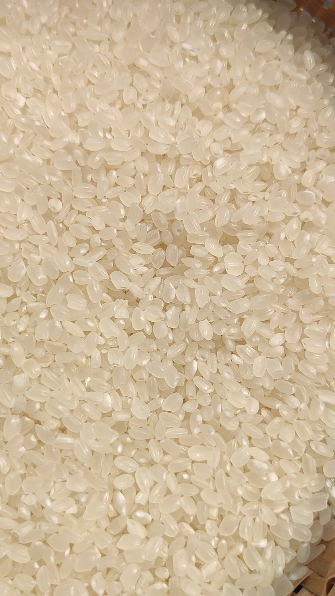 Europe Standard Koshihikari - Japanese Japonica Rice Short Grain ...