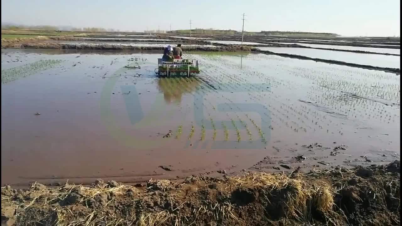 Low Price Factory Promotion Rice Paddy Planting Machine/rice ...