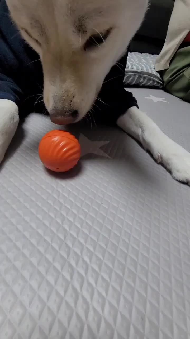 Electric Dog Smart Bouncing Ball Pet Training Dog Cat Interactive Self ...