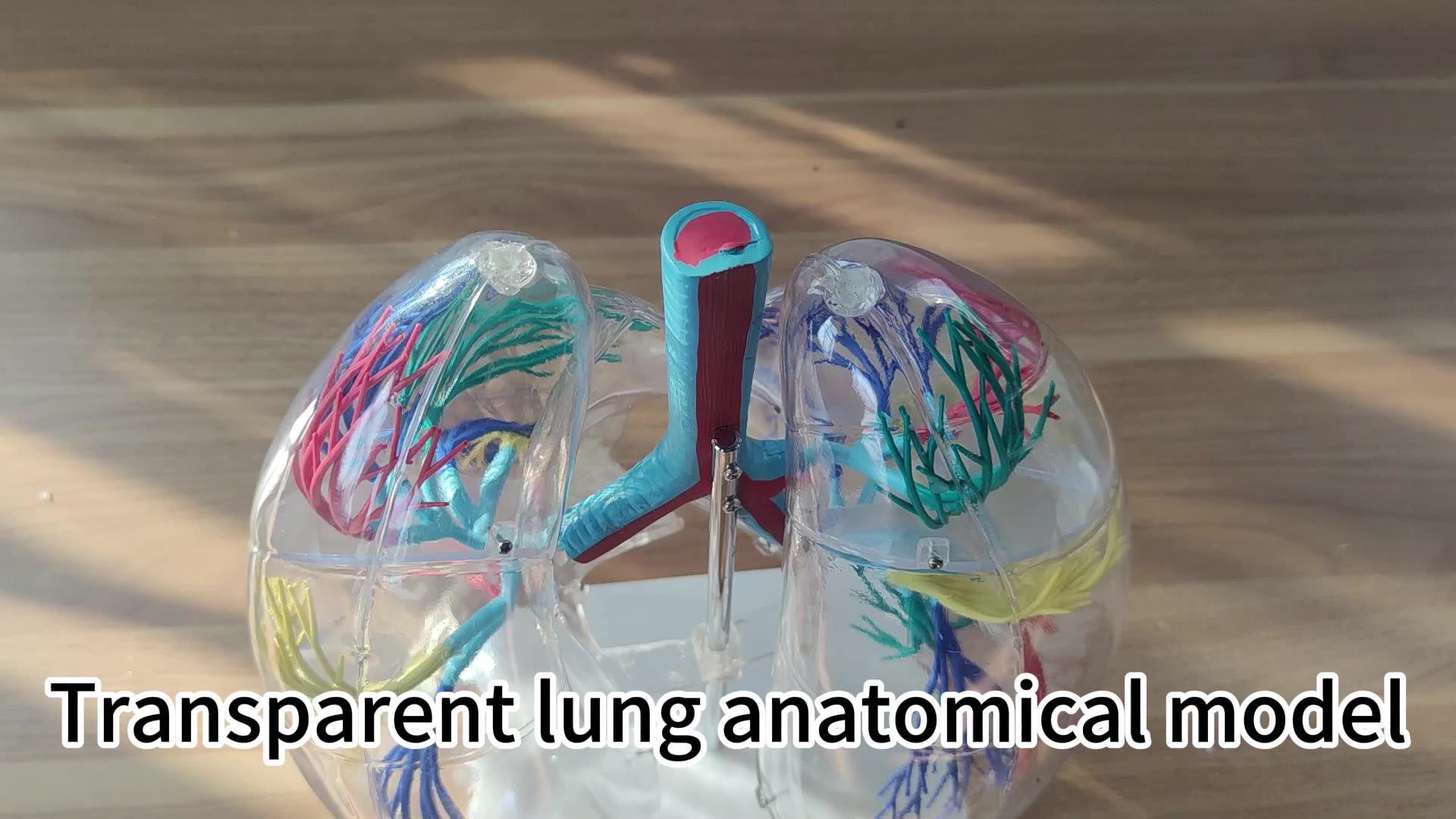 Lung Segment Anatomical Model Advanced Human Lung Model Transparent In ...