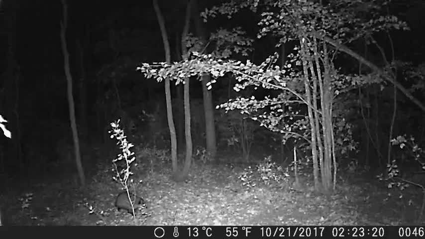 Hunting Trail Camera Source Factory Wholesale 20m Ir Night Vision ...