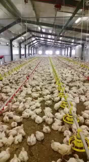 Modern Design Poultry Farm Full Automatic Chicken Breeding Equipment ...