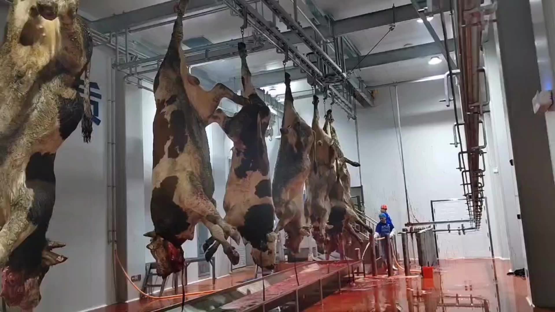 100 Cattle Abattoir Plant Halal Beef Slaughter Processing Line For Cow ...