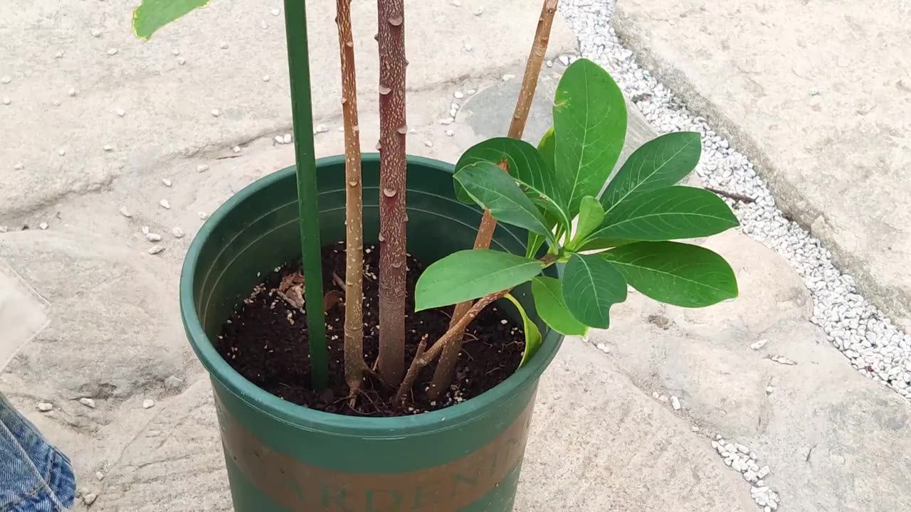 Plant Fibonacci Coil Winding Jig Electroculture Gardening Electro ...