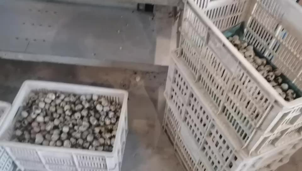 Quail Farming Cage System With Pcv Water Pipe And Feed Trough - Buy ...