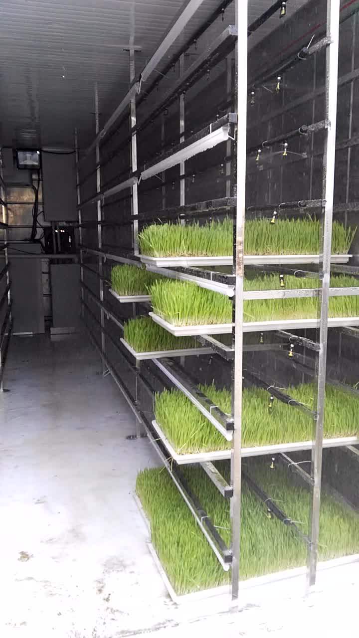 Cow Farm Equipment 1000kg Fodder Machine Grain Bud Sprouting Solution ...