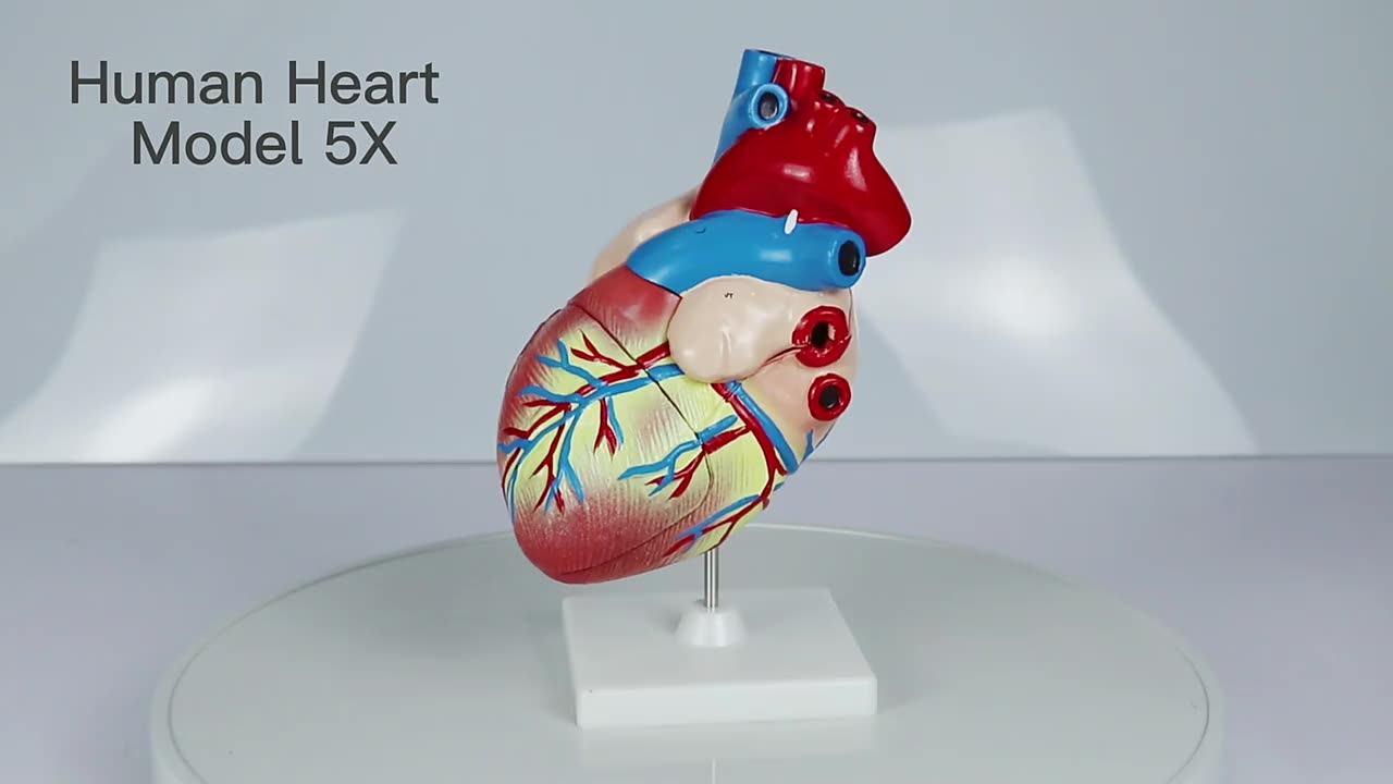 Life Size Human Heart Anatomical Model 2 Parts For Training Medical ...