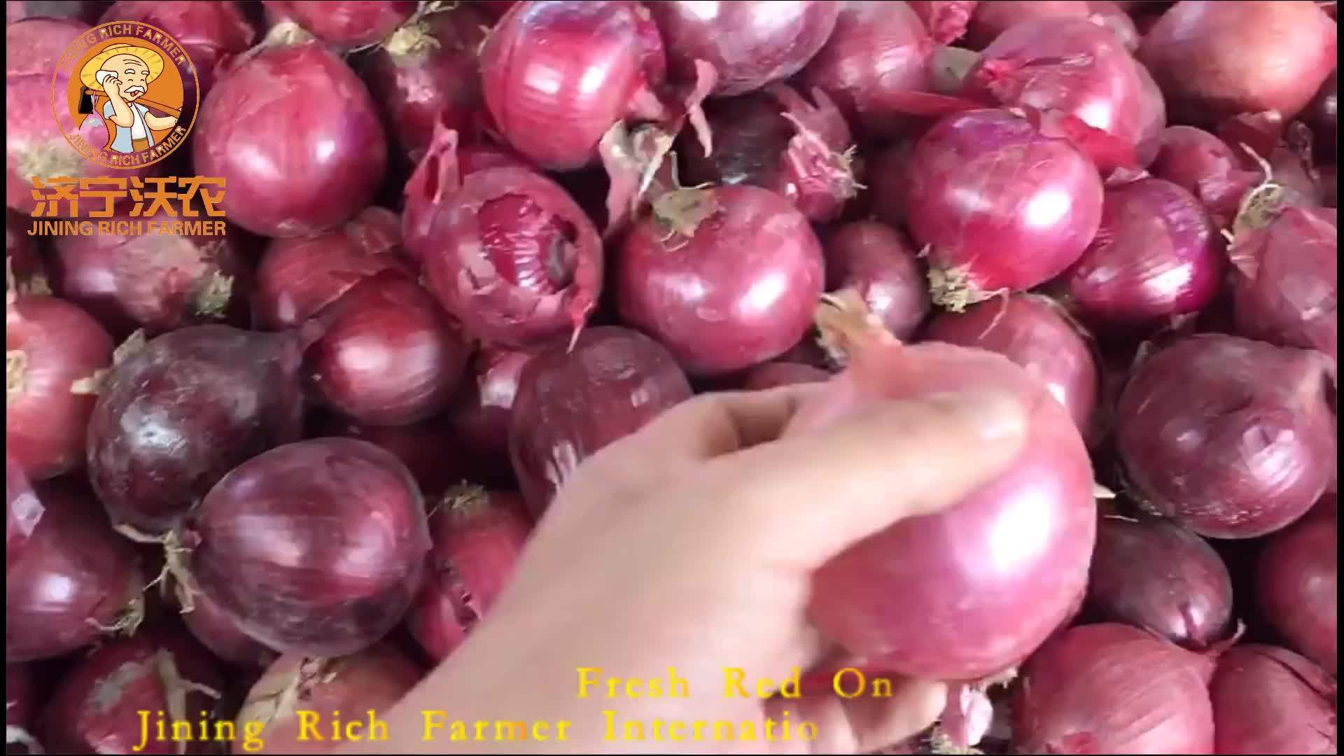 Bangalore Rose Onion - Buy Red Onions,Market Onions Prices,Types Of ...