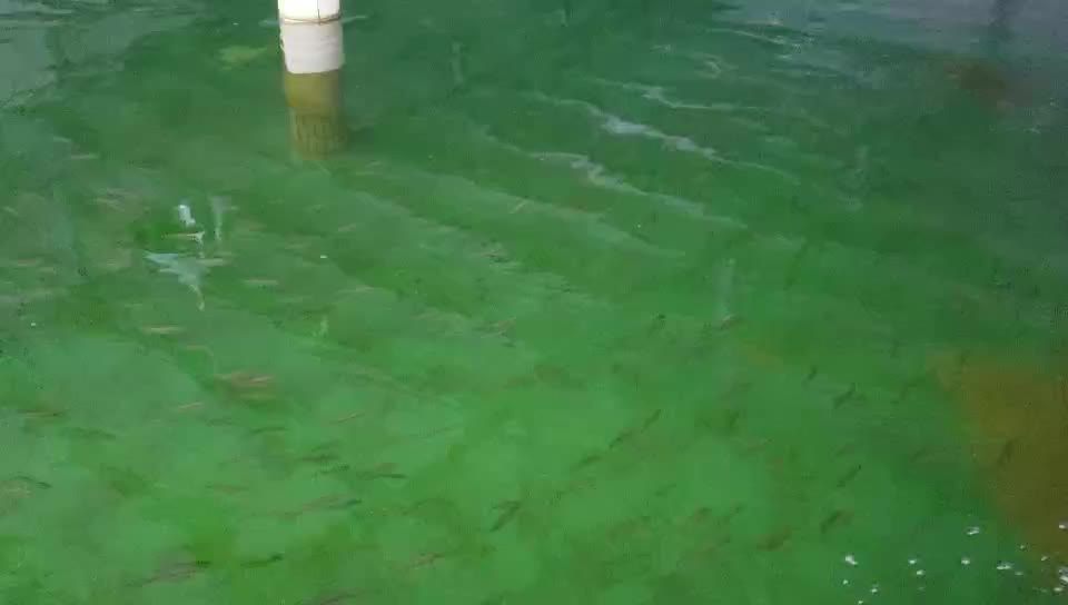 Circulating Water Aquaculture Monitoring System For Fish Hatchery ...