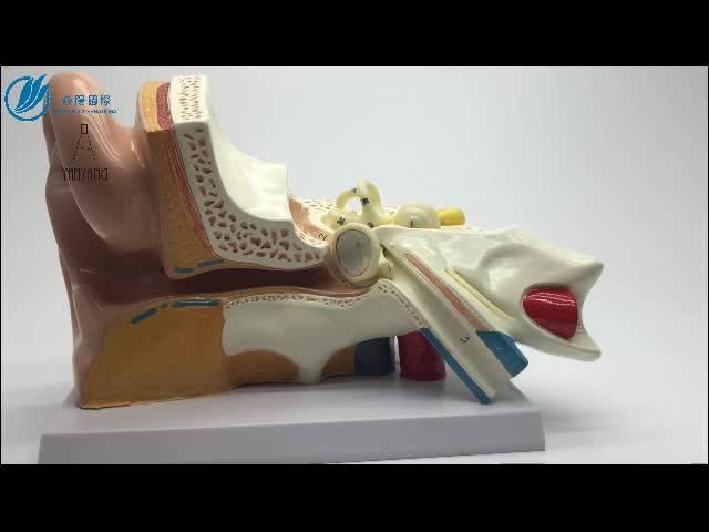 Plastic Human Ear Anatomical Model - Buy Plastic Human Ear Anatomical ...