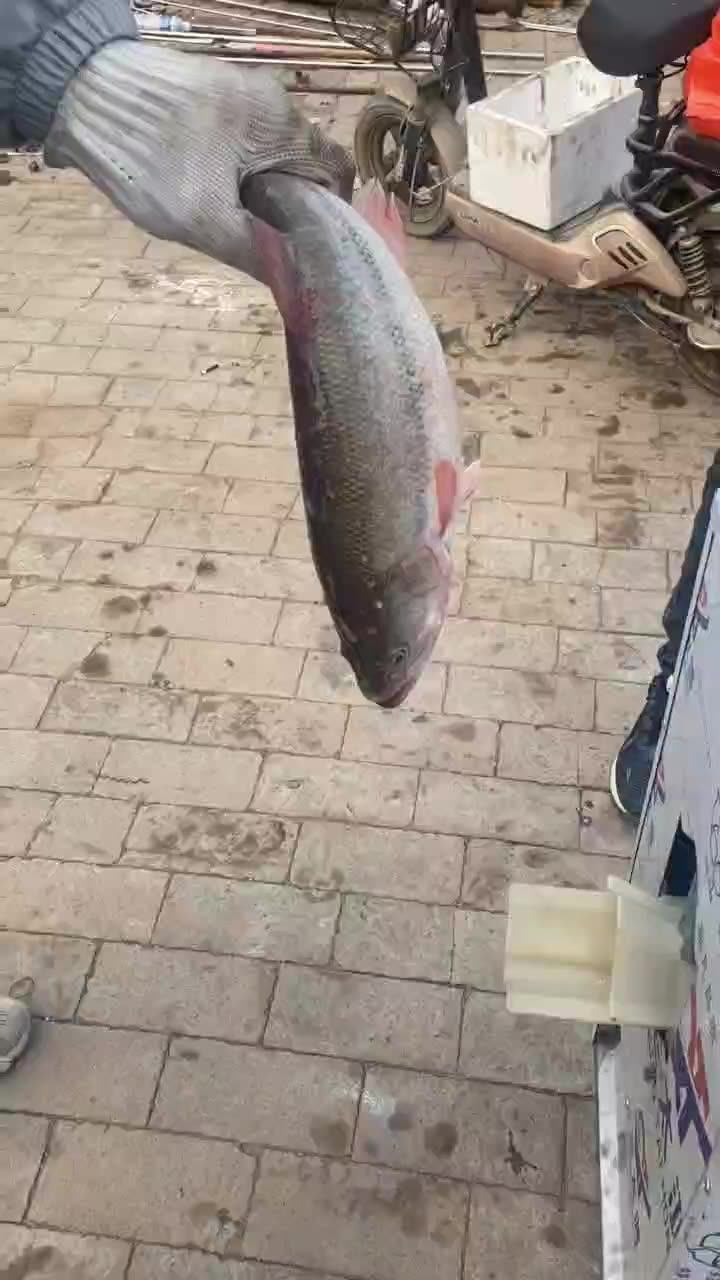 Juyou Commercial Stainless Steel Fish Scale Scraper Electric Scraping ...