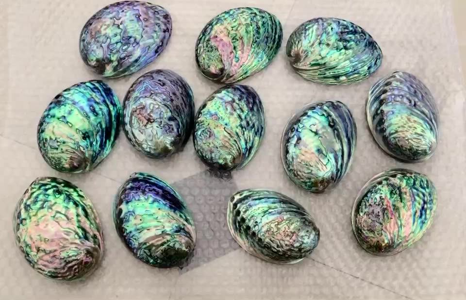 Natural Chromatic Polished Abalone Shells For Diy Crafts Decorations ...