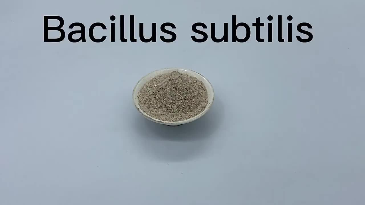 Bacillus Subtilis Animal Feed Additive Probiotics For Animal Feed For ...
