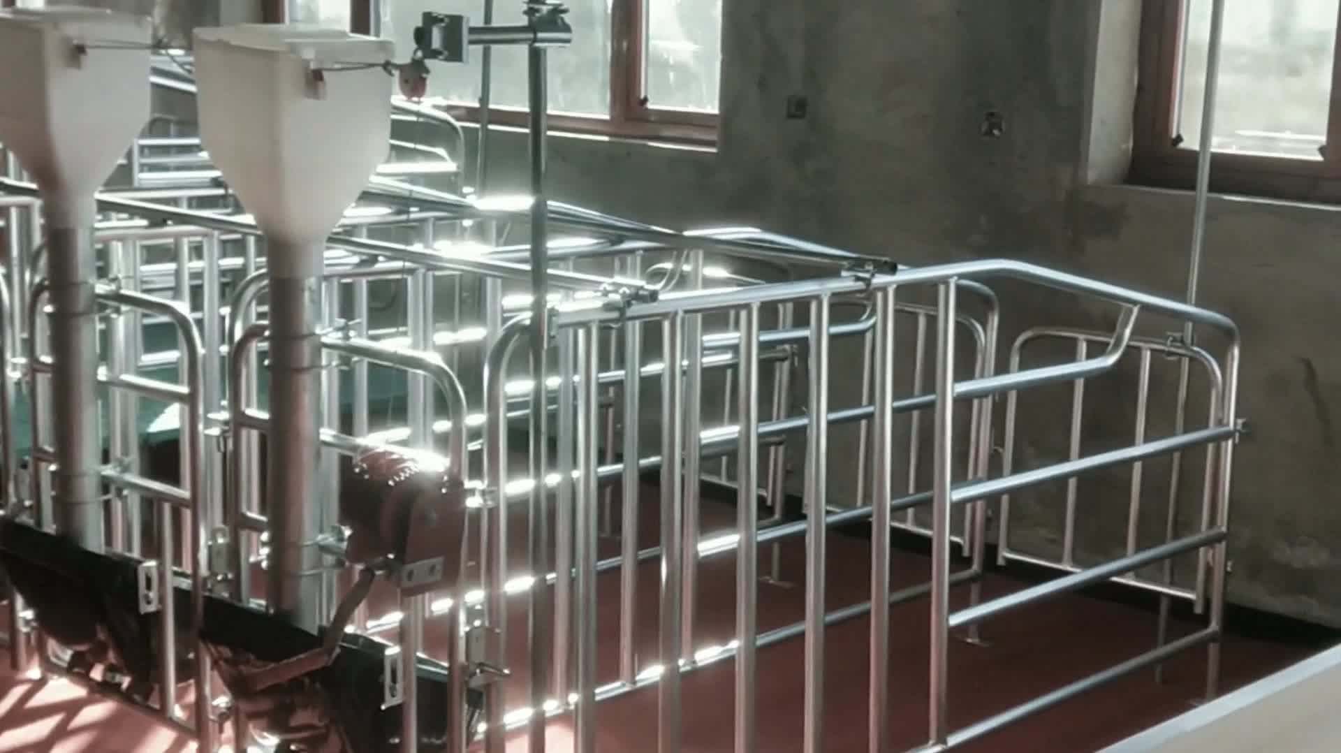 Pig Gestation Cage / Gestation Pen / Gestation Crate For Sow - Buy ...