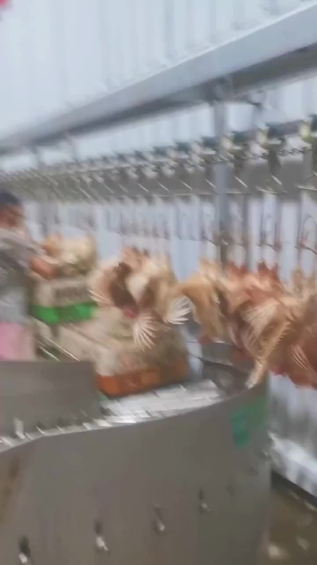 Aicn High Quality Automatic Chicken Broiler Poultry Slaughtering System ...