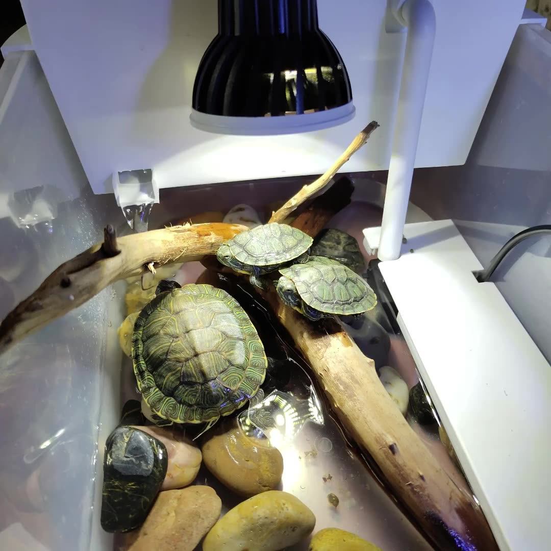 4w 9w Led Uvb Uva Reptile 5.0 10.0 Sun Light Turtle Uv Bulb Full ...