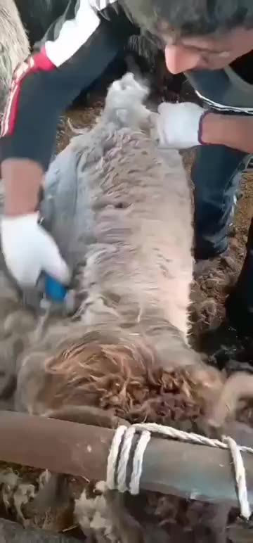 High Efficiency 350w Sheep Wool Shear Machine With 2400rpm Blade ...