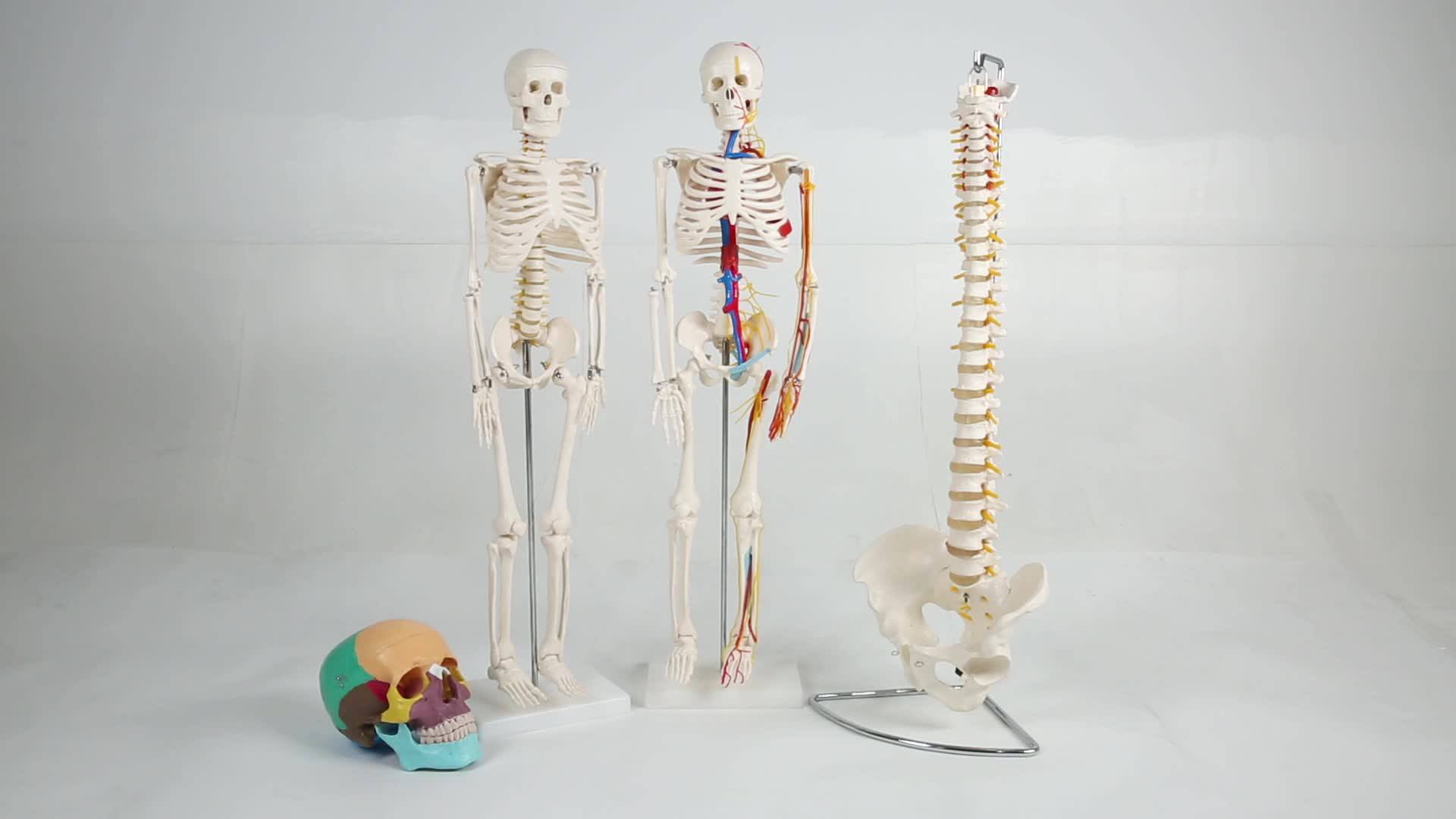 Multifunction Medical Educational Anatomical Life Size Upper Extremity ...