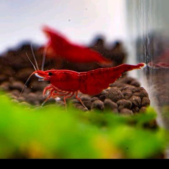 卡卡水族农场主