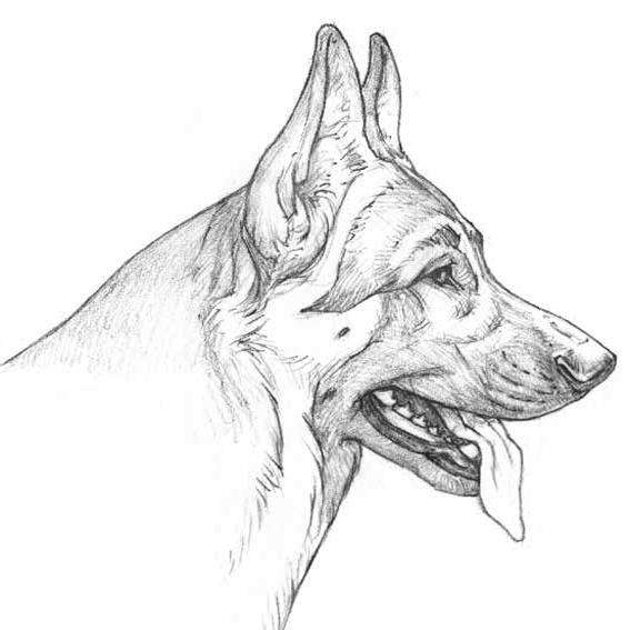 K9 DOG原装进口工作犬训练装备
