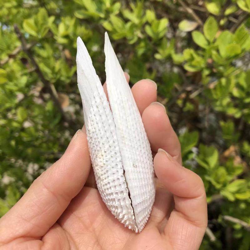 [USD 15.68] Natural Shell Conch Angel Wings - Wholesale from China ...