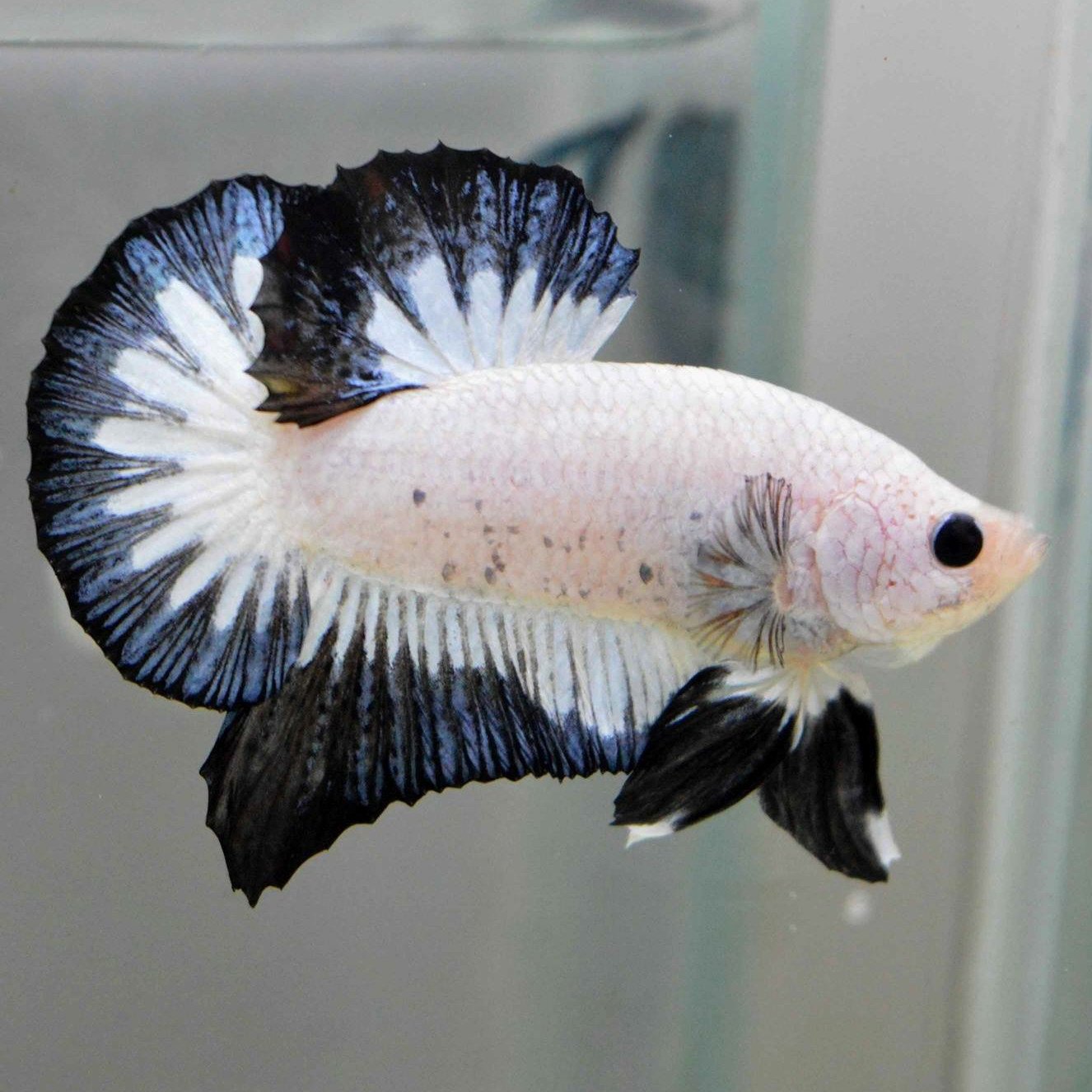 将军斗鱼_斗鱼图标 - 随意优惠券