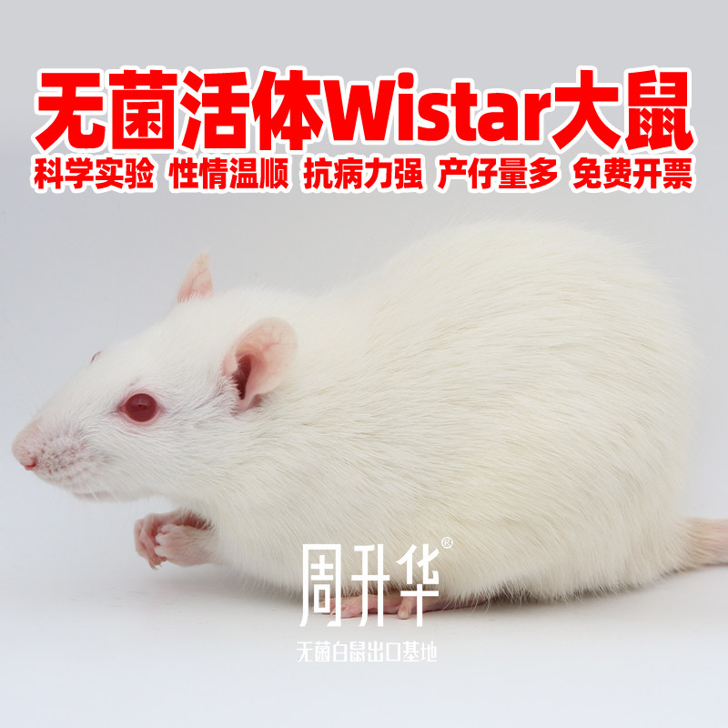 实验鼠界的明星：无菌活体Wistar大鼠SD大白鼠，宠物鼠也能科研范儿！-爬虫-淘宝好物网