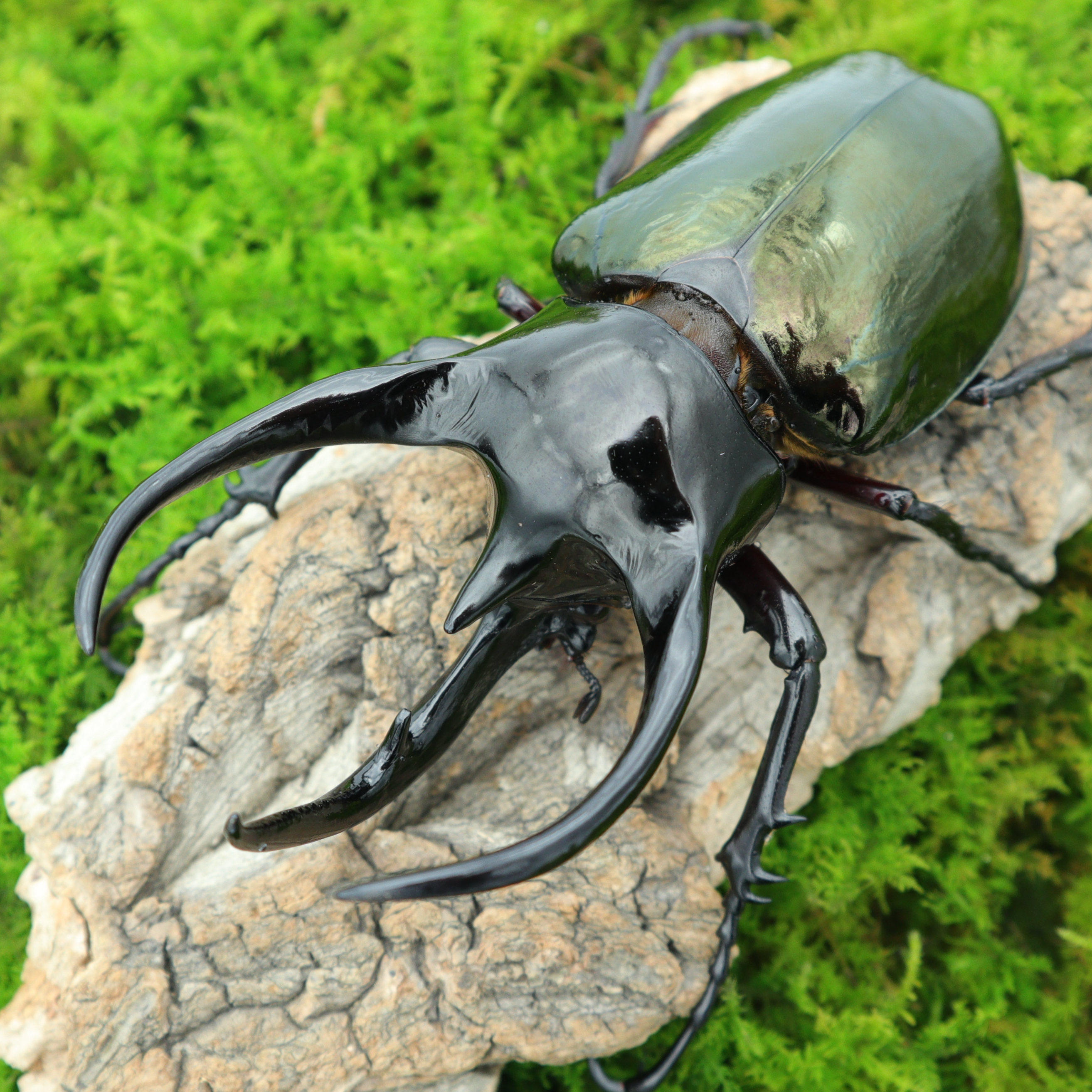 [USD 22.79] Nomad nangyang big tripod CCK unicorn beetle crawling live ...