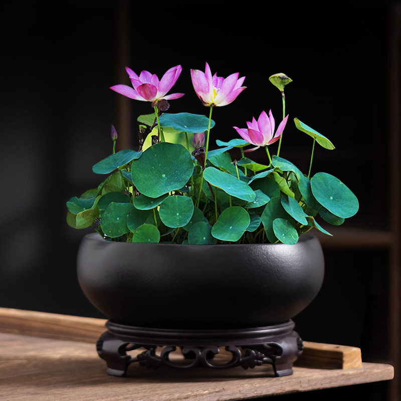 world.taobao.com: simple bowl-shaped lotus flower pot, hydroponic ...