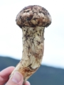 云南野生菌菇特产