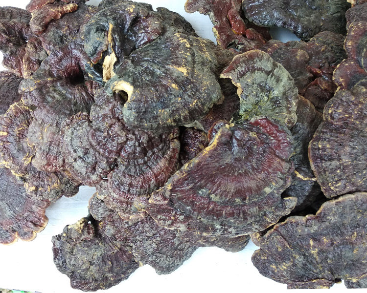 Yunnan Deep Mountain Red Ganoderma Lucidum Pure wild Ganoderma Lucidum ...