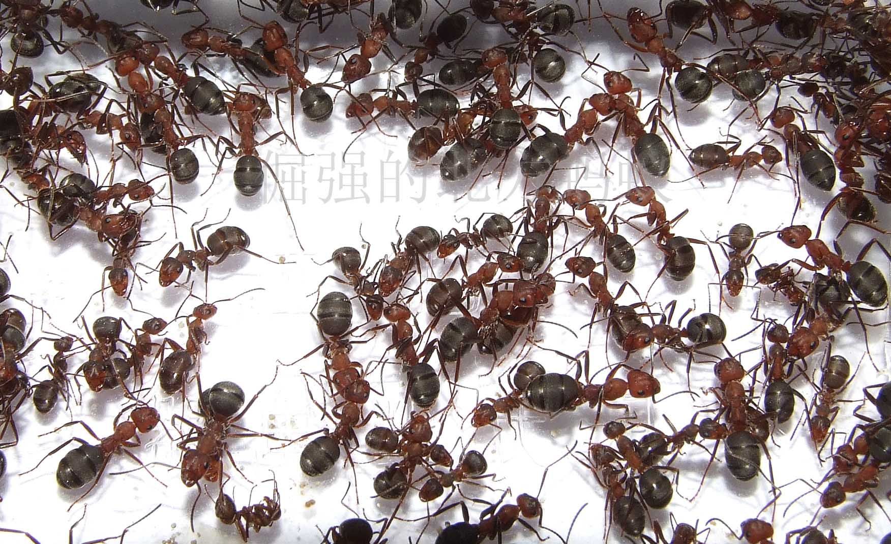 宠物蚂蚁新宠：石狩红蚁(Formica yessensis)！6后200工，繁殖更快，养宠新选择！-蚂蚁-淘宝好物网
