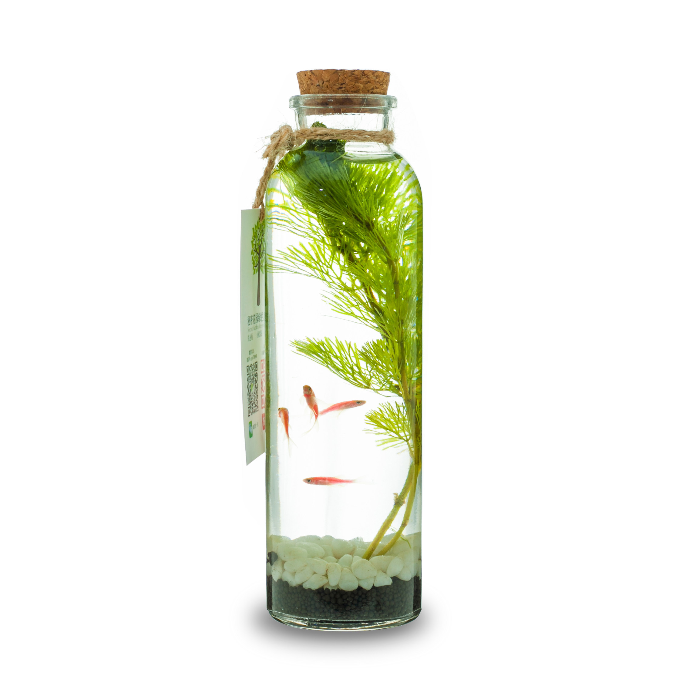Creative office small aquarium zebrafish micro-ecological bottle free ...