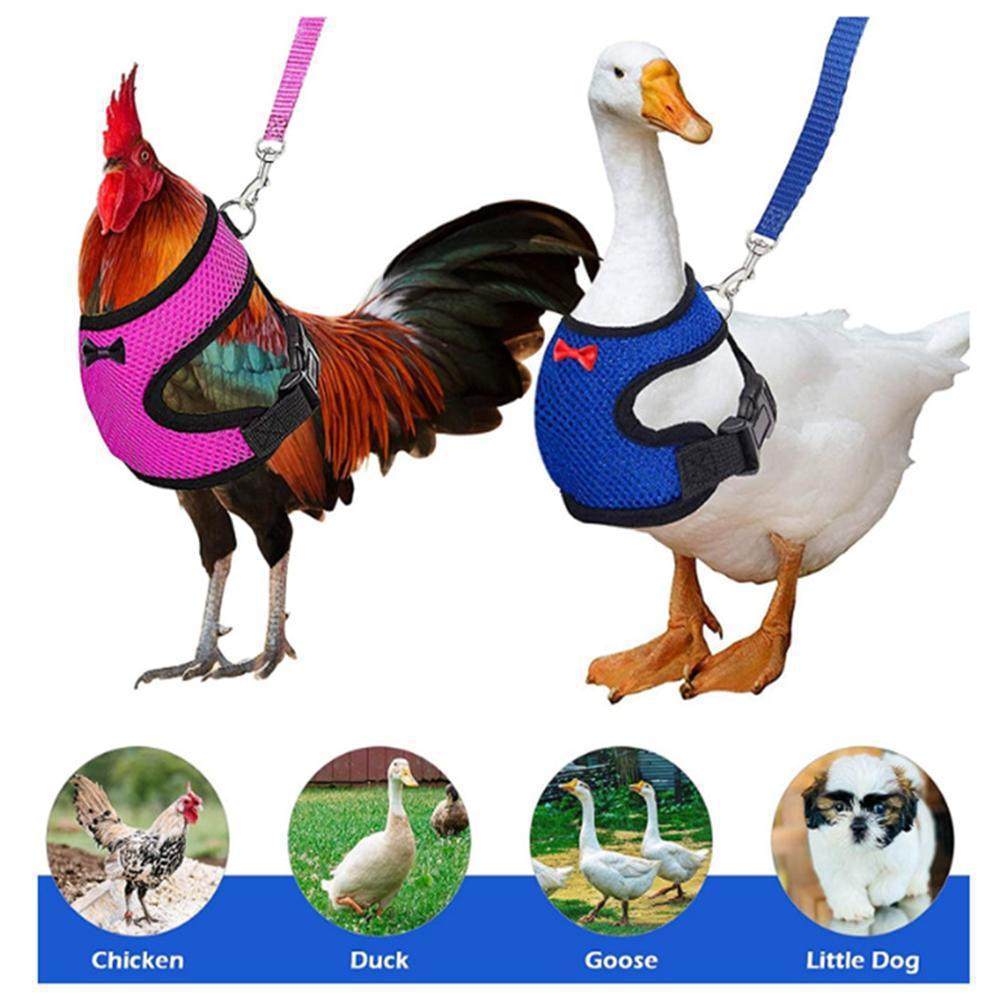A must-have tool for pet chickens, ducks and geese when going out for a ...